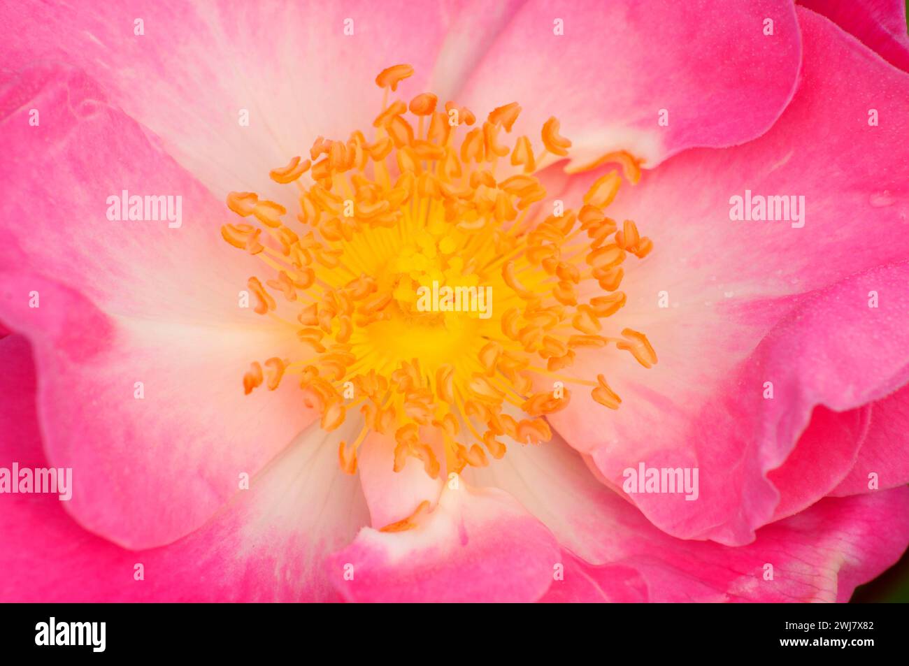 Rose, Heirloom Roses, St Paul, Oregon Stock Photo - Alamy