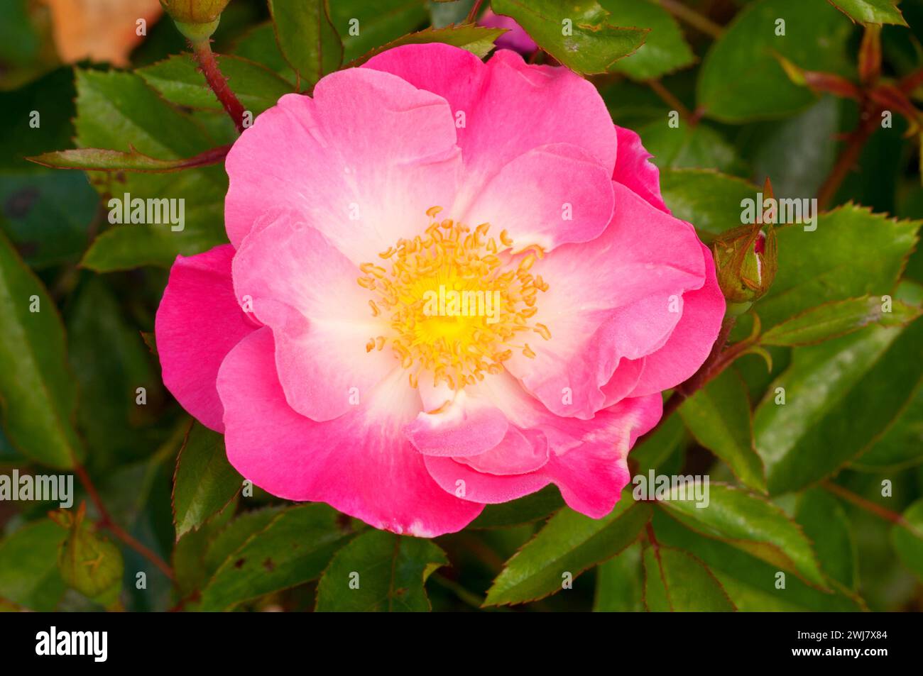 Rose, Heirloom Roses, St Paul, Oregon Stock Photo - Alamy