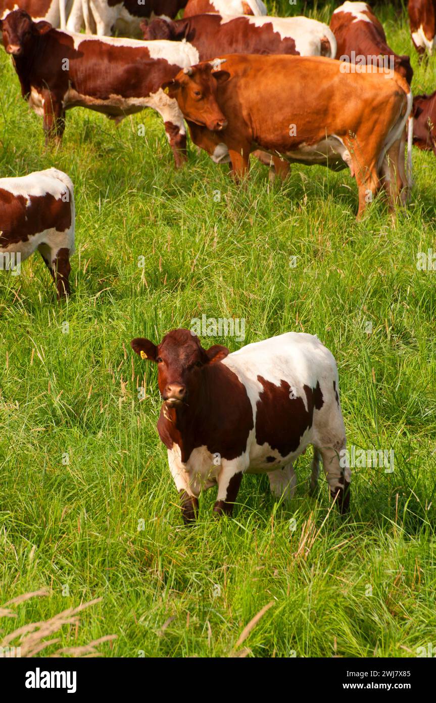 Cattle in Willamette Valley, Marion County, Oregon Stock Photo - Alamy