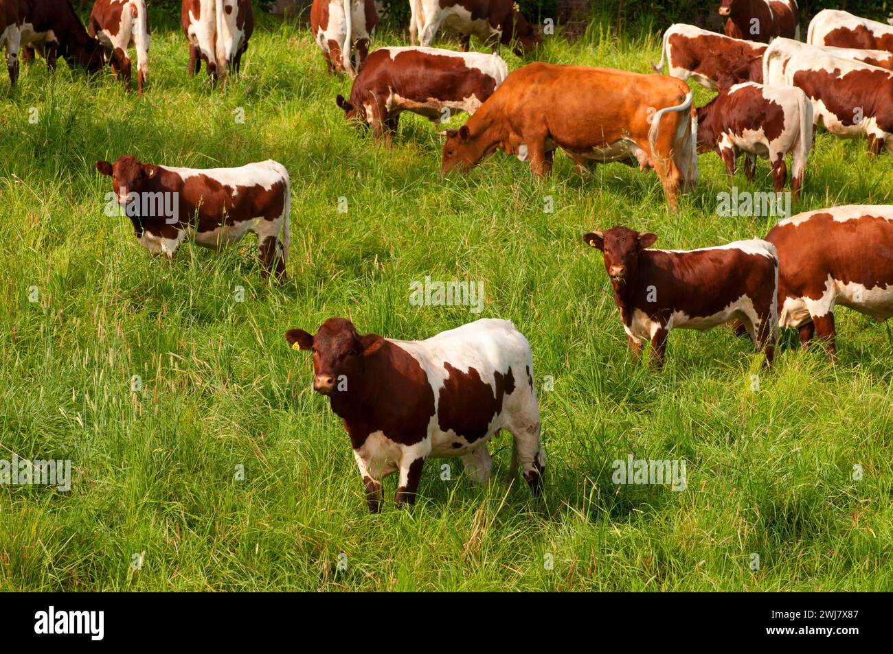 Cattle in Willamette Valley, Marion County, Oregon Stock Photo - Alamy