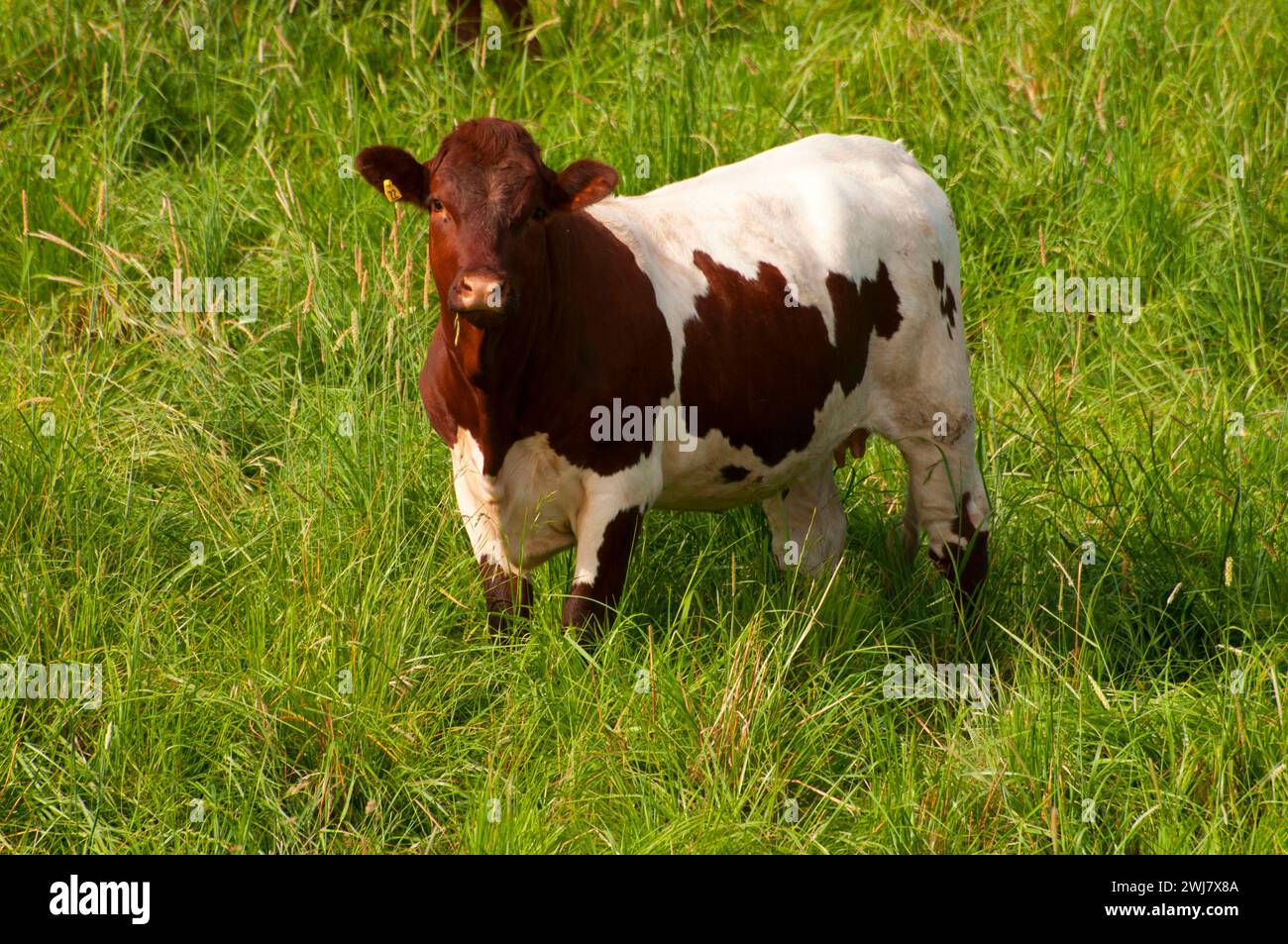 Cattle in Willamette Valley, Marion County, Oregon Stock Photo - Alamy