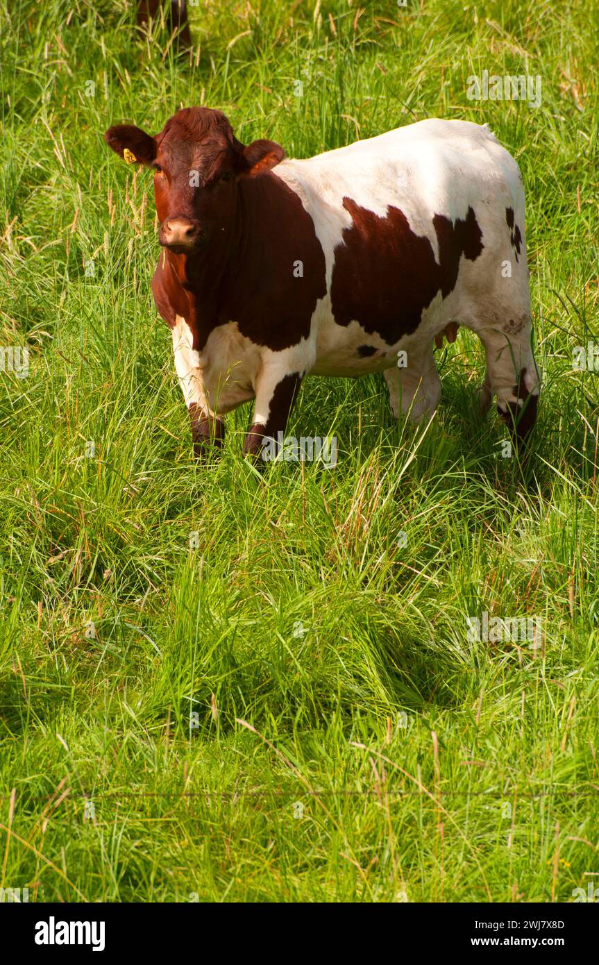 Cattle in Willamette Valley, Marion County, Oregon Stock Photo - Alamy