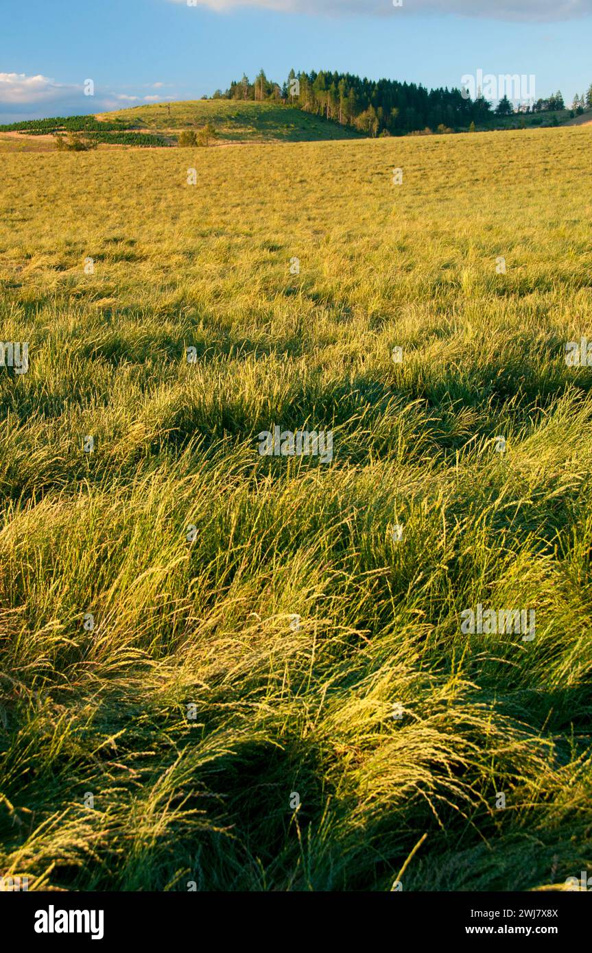 Willamette Valley grass field, Marion County, Oregon Stock Photo - Alamy