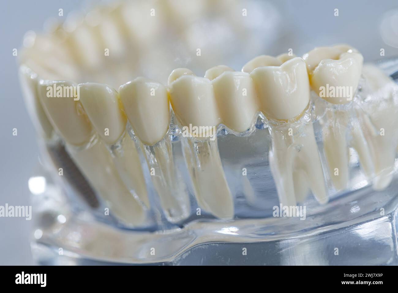 Teeth education model. Shallow dof Stock Photo - Alamy