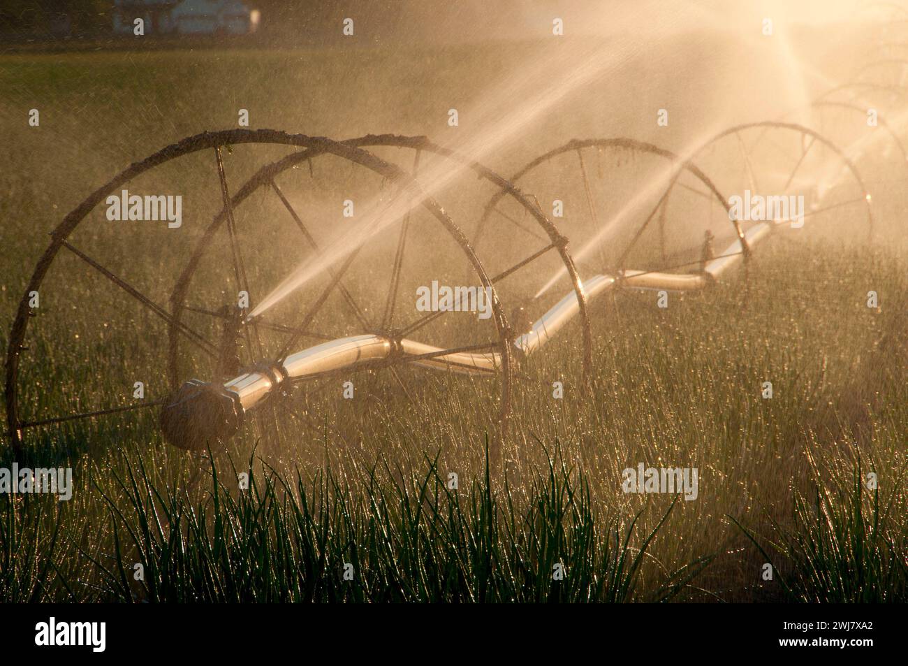 Onion irrigation field hi-res stock photography and images - Alamy