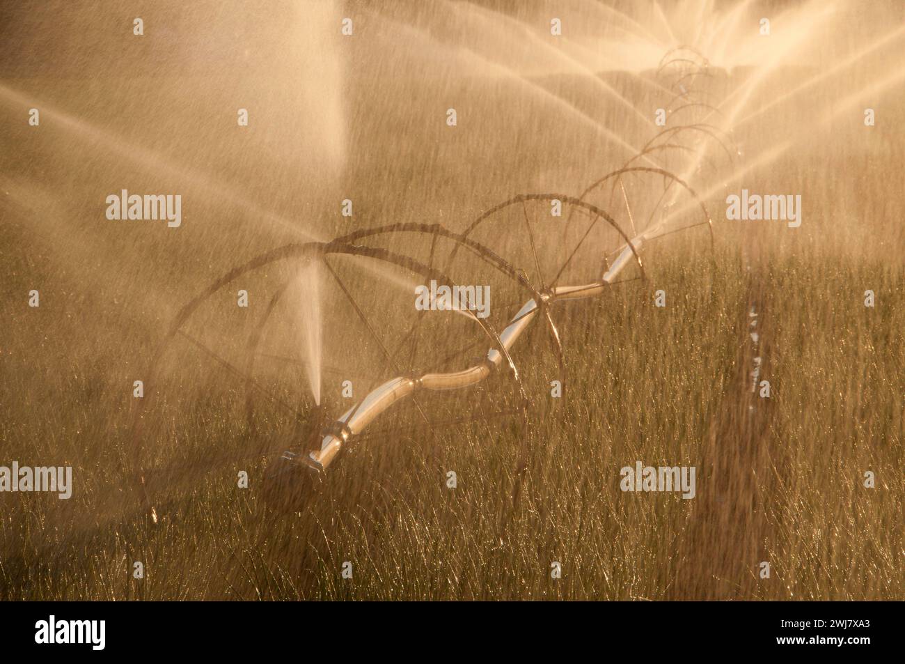 Onion irrigation field hi-res stock photography and images - Alamy