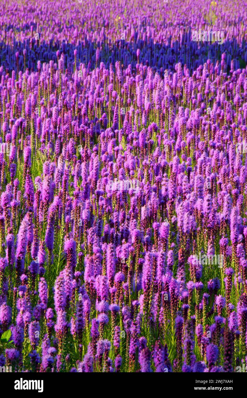 Willamette Valley farm wildflower seed field, Marion County, Oregon ...
