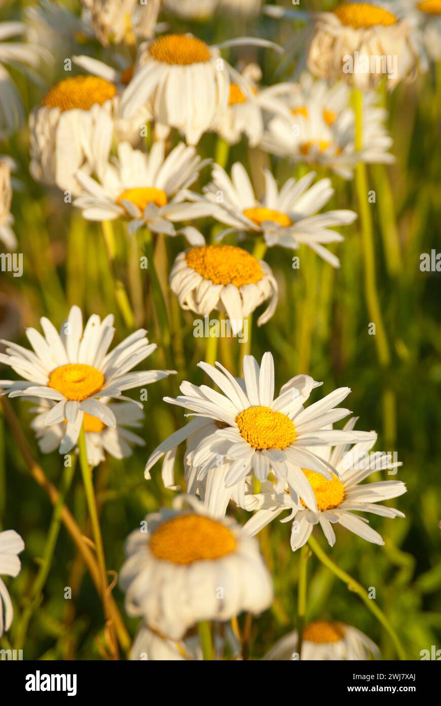Willamette Valley farm daisy wildflower seed field, Marion County ...