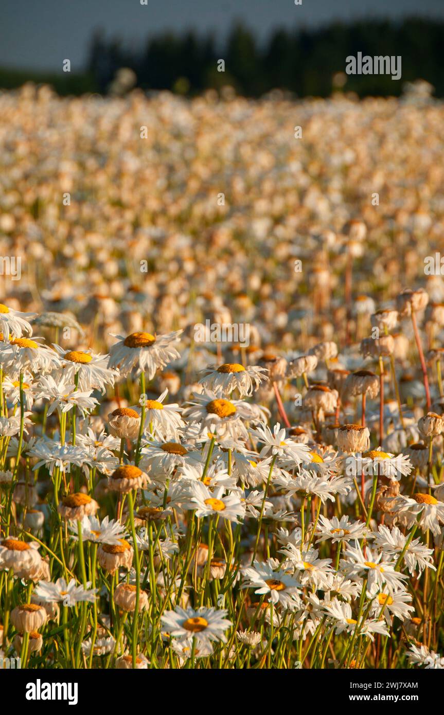 Willamette Valley farm daisy wildflower seed field, Marion County ...