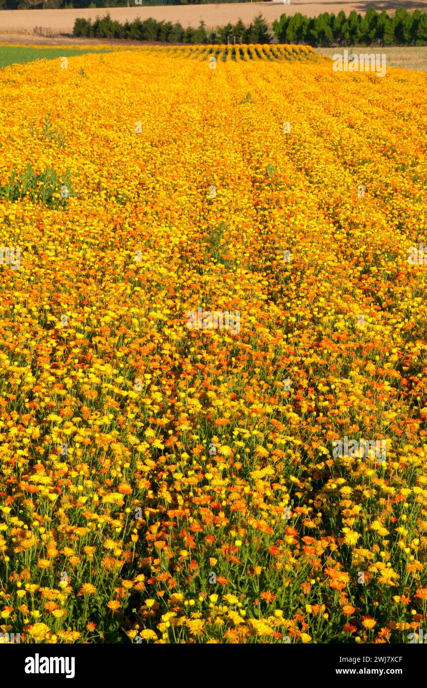 Willamette Valley farm wildflower seed field, Marion County, Oregon ...