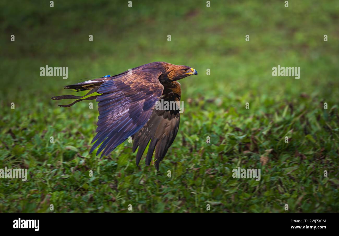 Golden eagle hunting aquila hi-res stock photography and images - Alamy