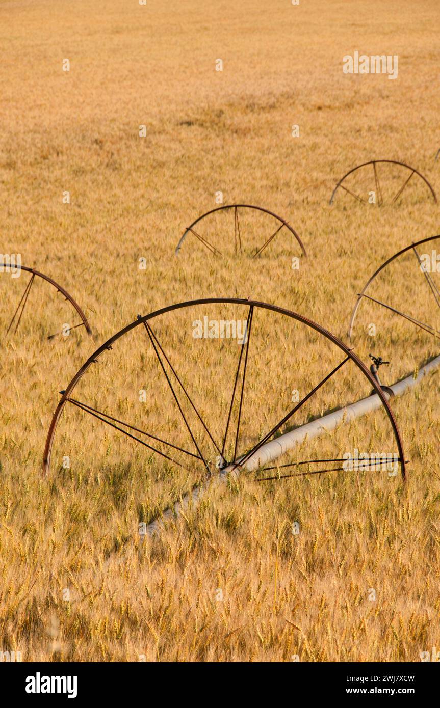Willamette Valley farm wheatfield with irrigation pipe, Marion County ...