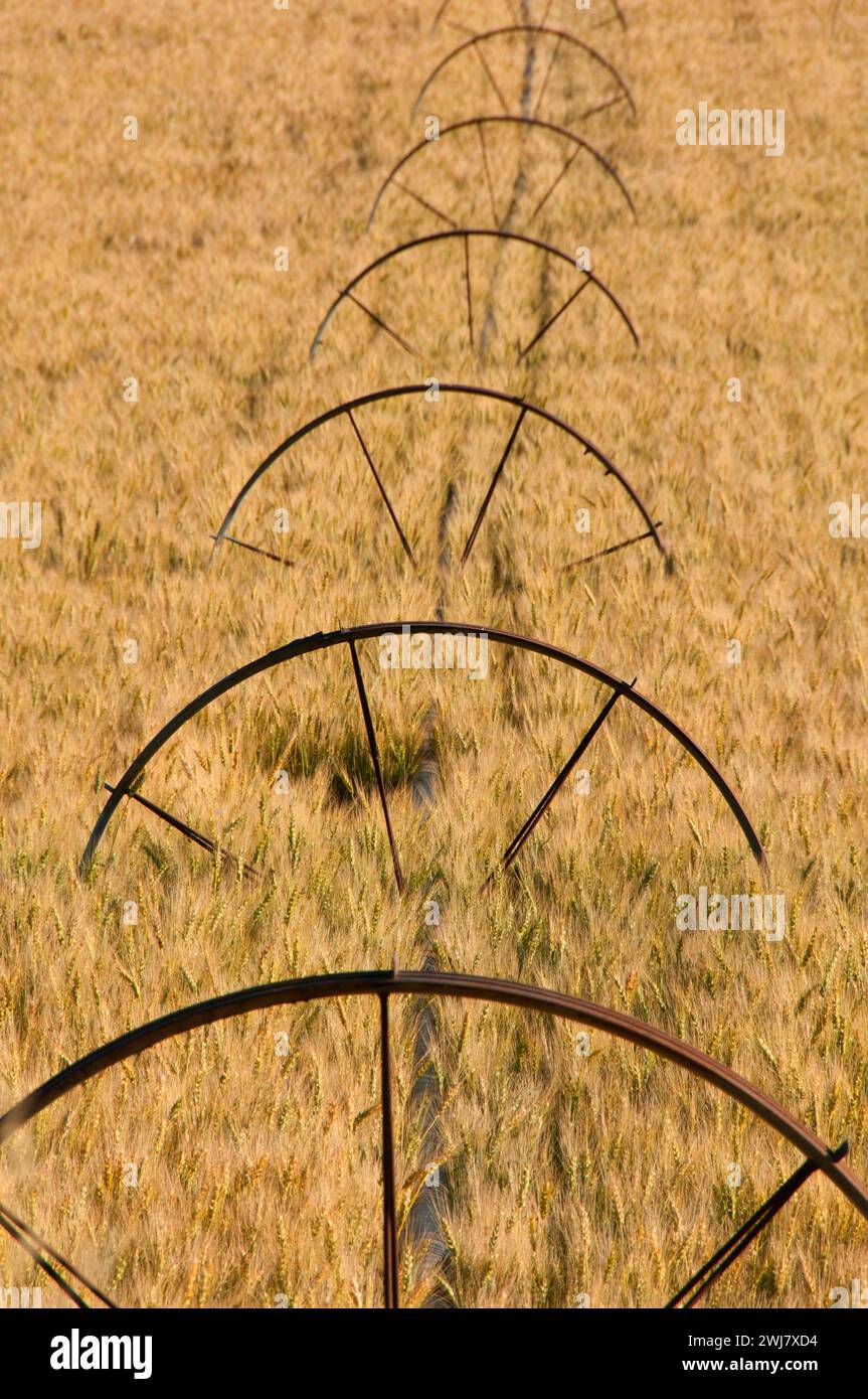 Willamette Valley farm wheatfield with irrigation pipe, Marion County ...