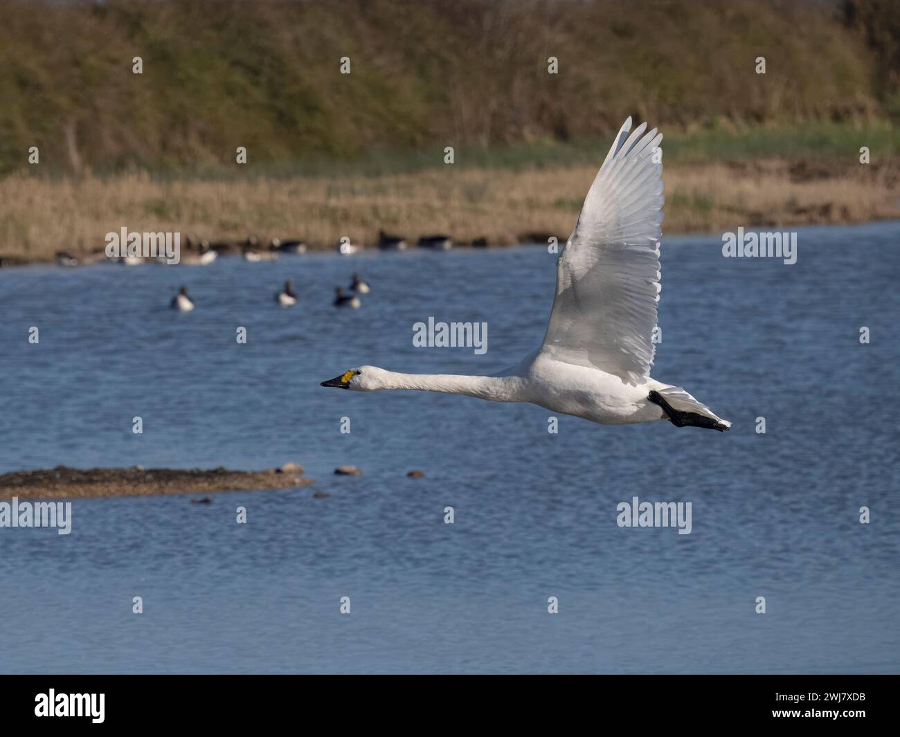 Bewicks swan, Cygnus columbianus bewickii, Single bird in flight ...