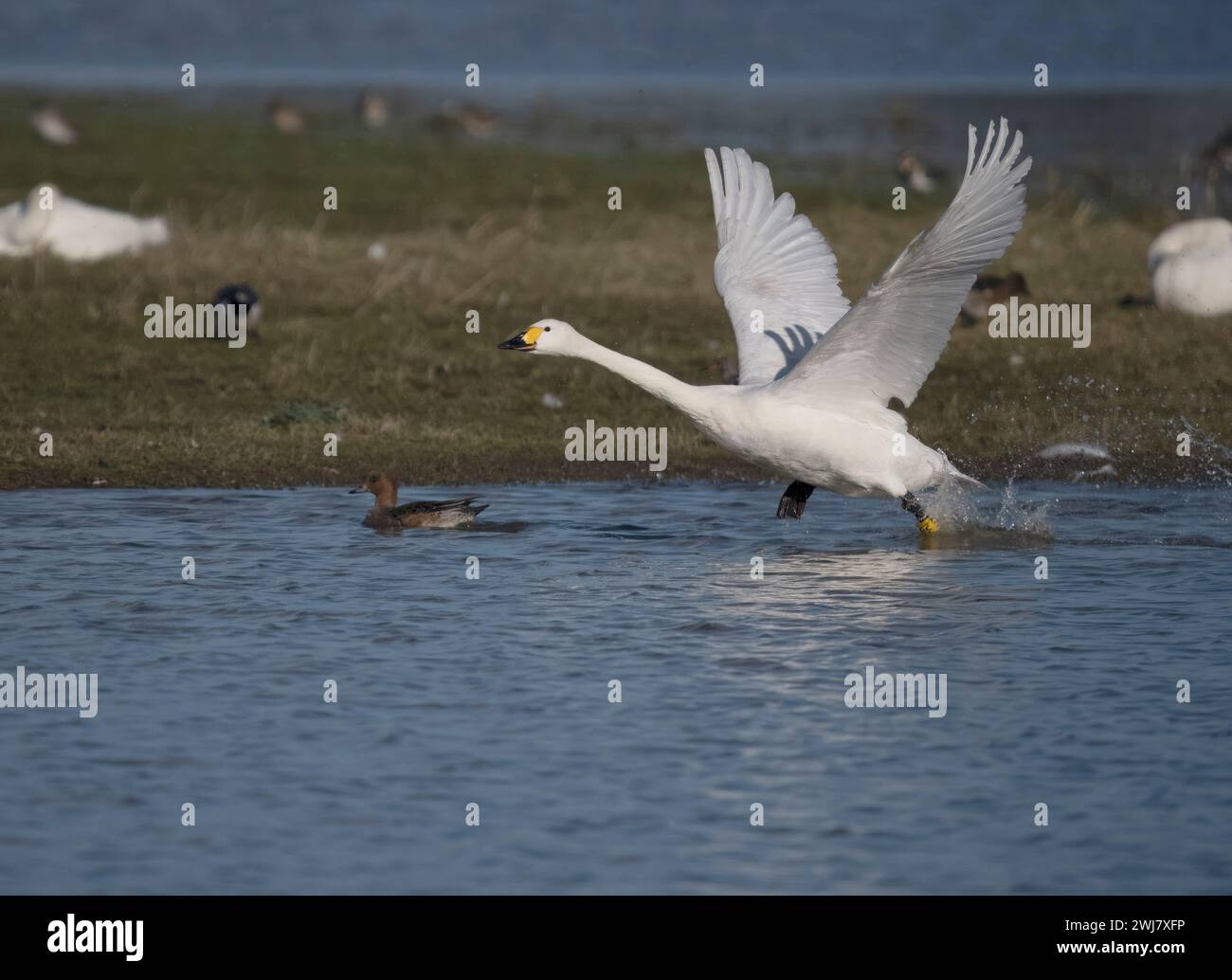 Bewicks swan, Cygnus columbianus bewickii, Single bird in flight ...