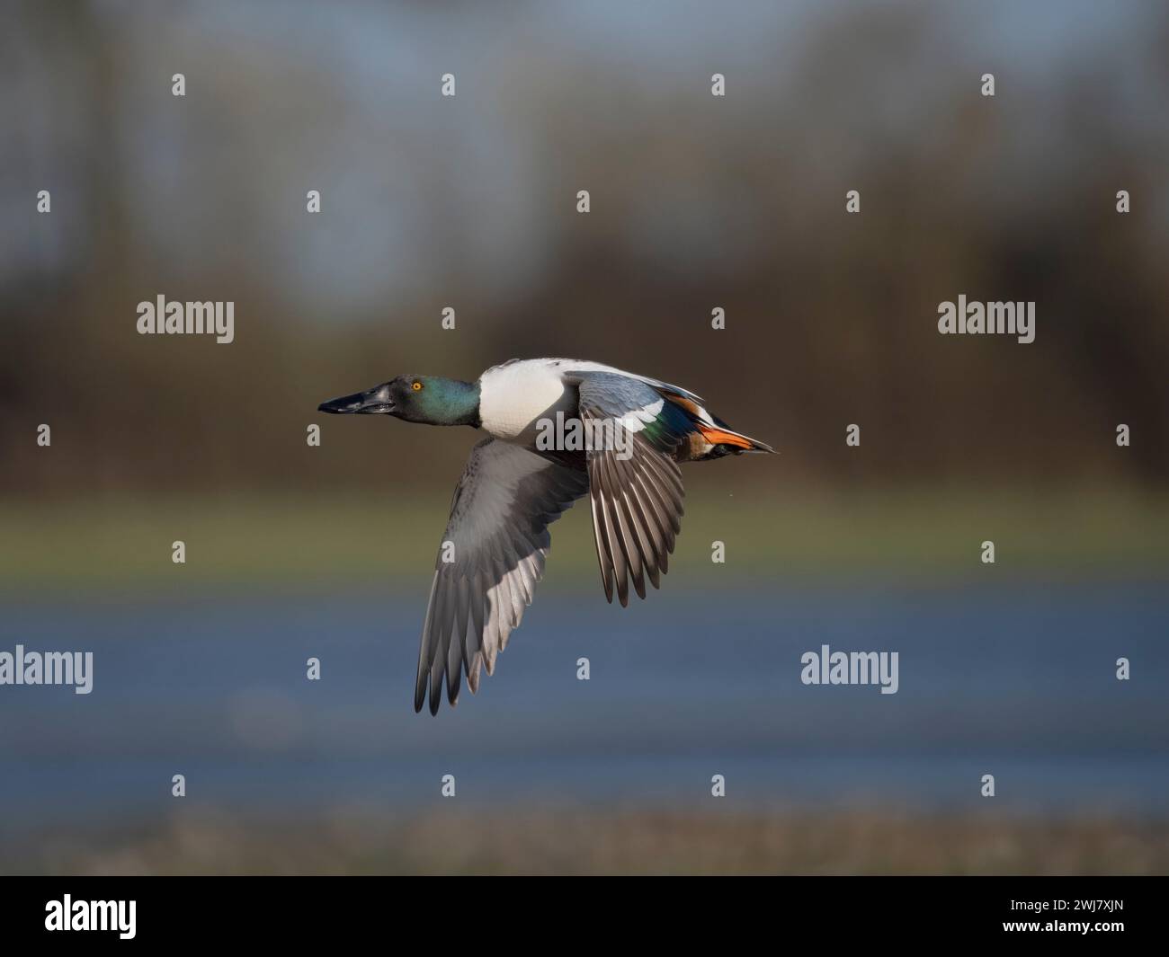 Northern shoveler, Anas clypeata, Single bird in flight ...