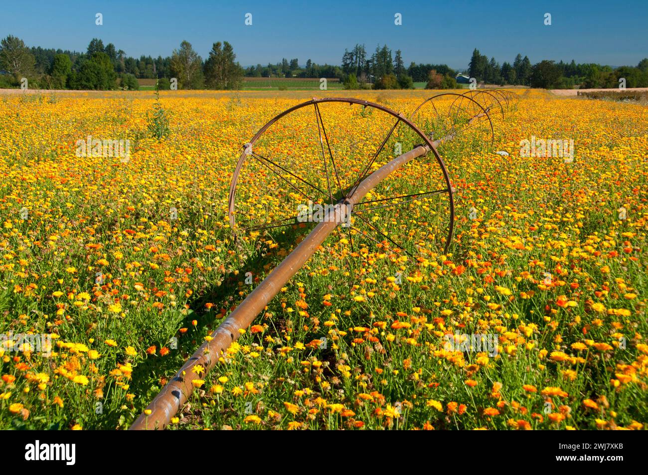 Marigold seed hi-res stock photography and images - Alamy