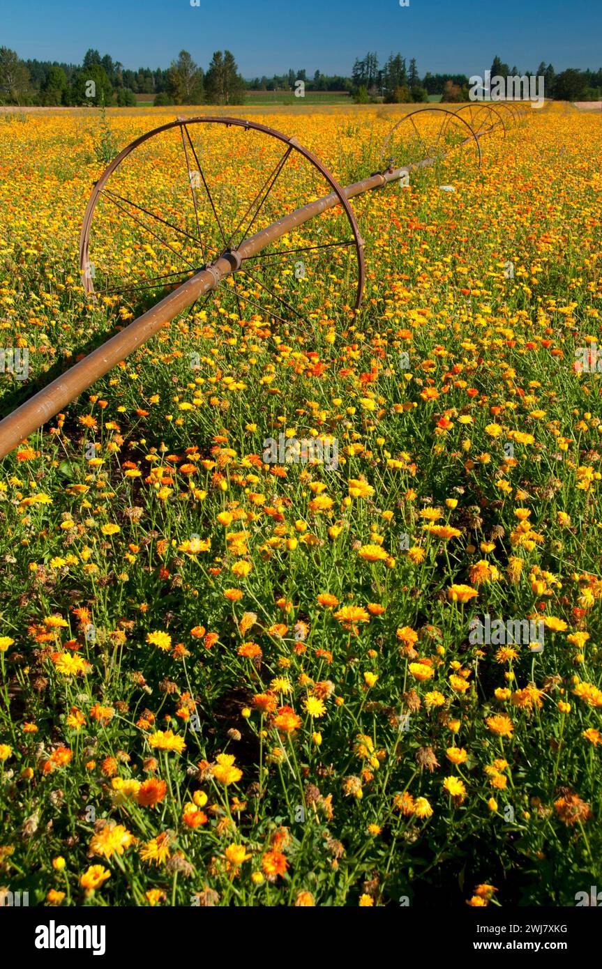 Marigold seed field, Marion County, Oregon Stock Photo - Alamy