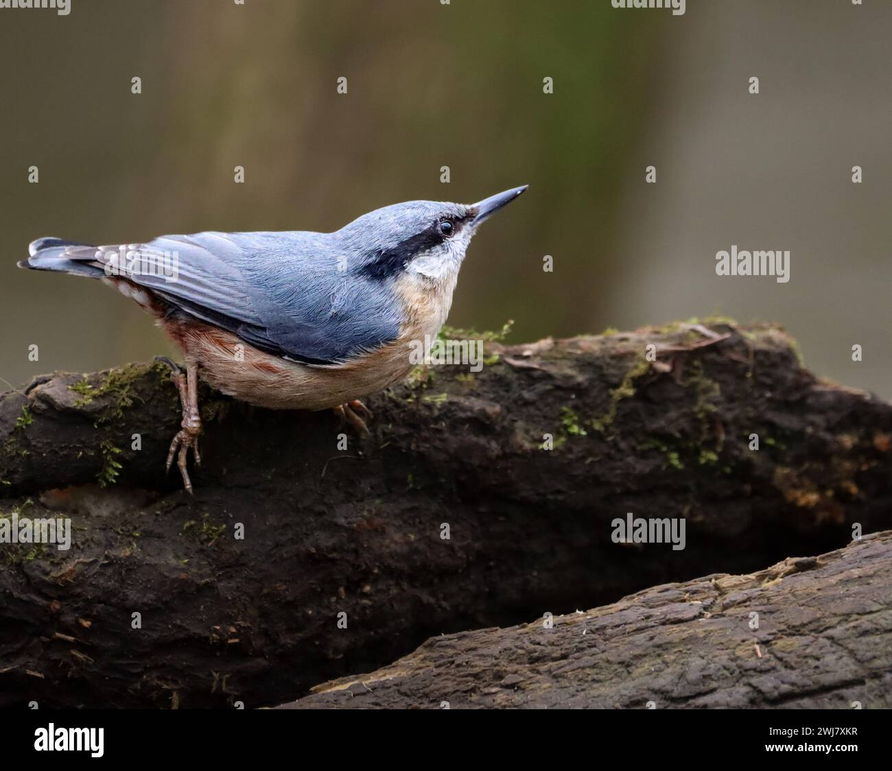Nuthatch species passerine bird hi-res stock photography and images - Alamy