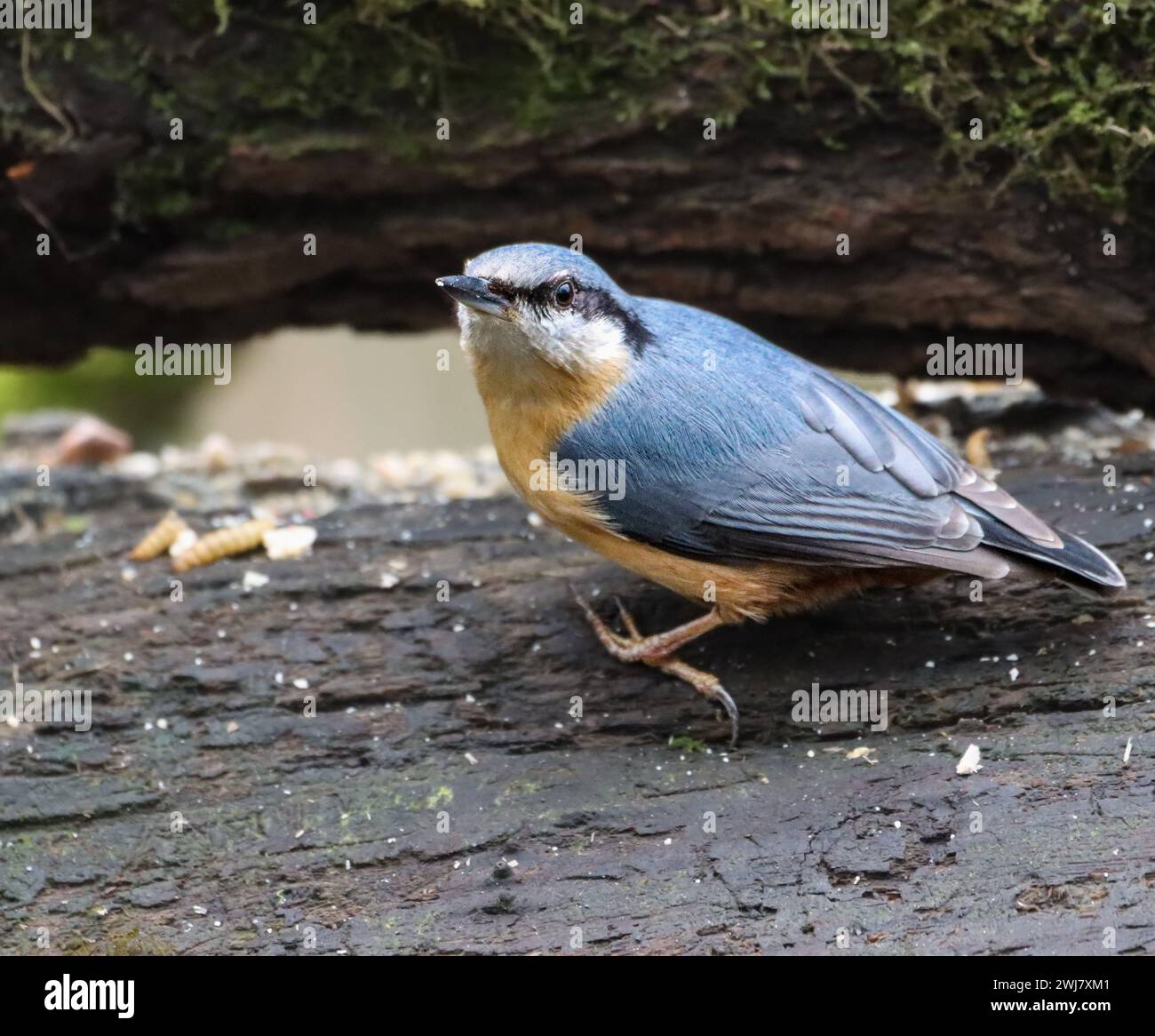 Blue nuthatch perched on a log beneath a tree branch Stock Photo - Alamy
