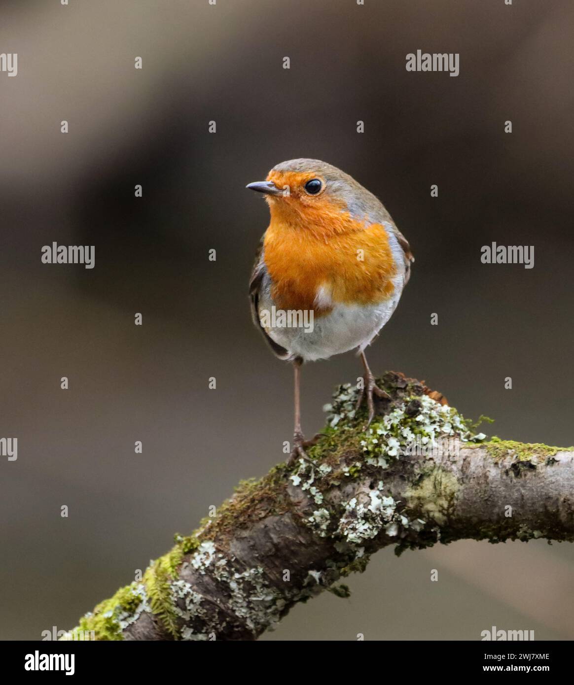 Chirping robin hi-res stock photography and images - Alamy