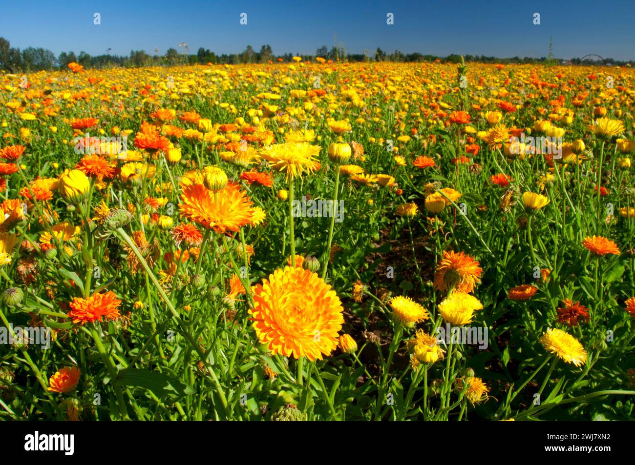 Marigold farming hi-res stock photography and images - Alamy