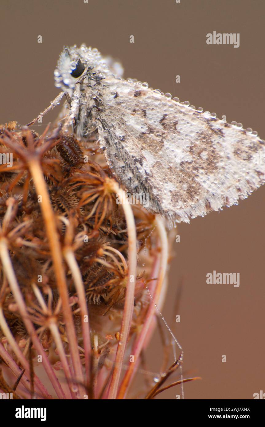 Moth with dew, Baskett Slough National Wildlife Refuge, Oregon Stock ...