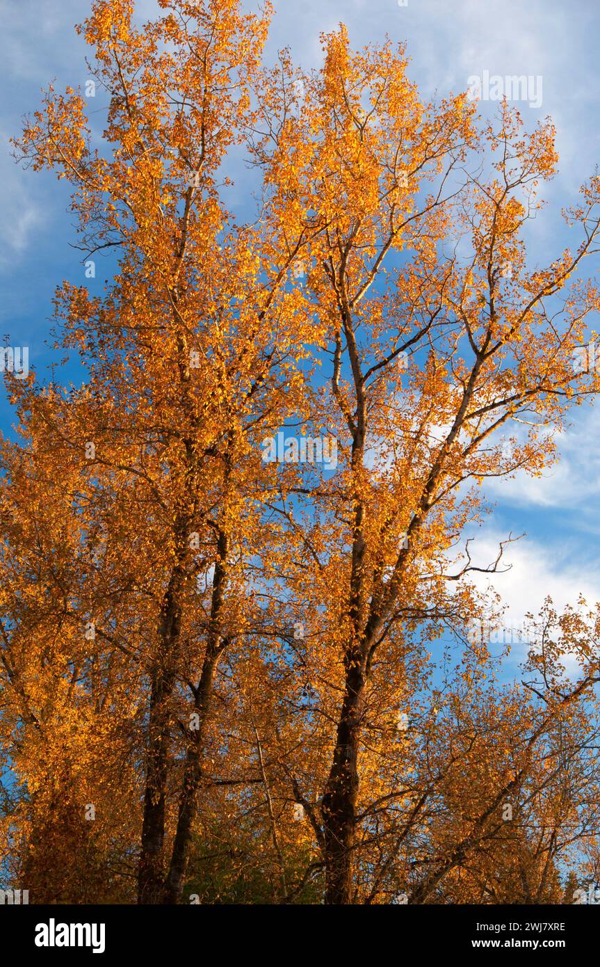 Cottonwood, Willamette Mission State Park, Oregon Stock Photo - Alamy