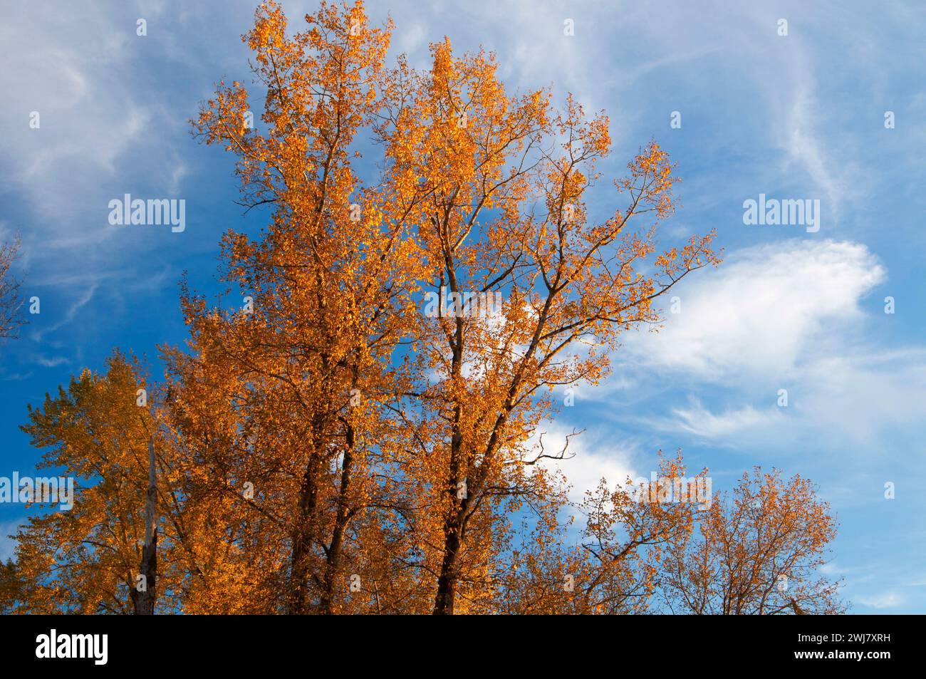 Cottonwood, Willamette Mission State Park, Oregon Stock Photo - Alamy