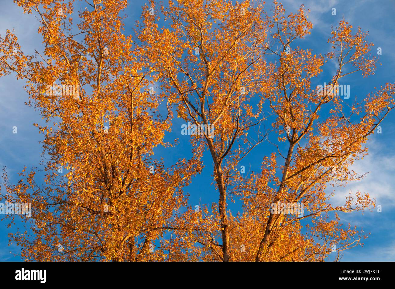 Cottonwood, Willamette Mission State Park, Oregon Stock Photo - Alamy