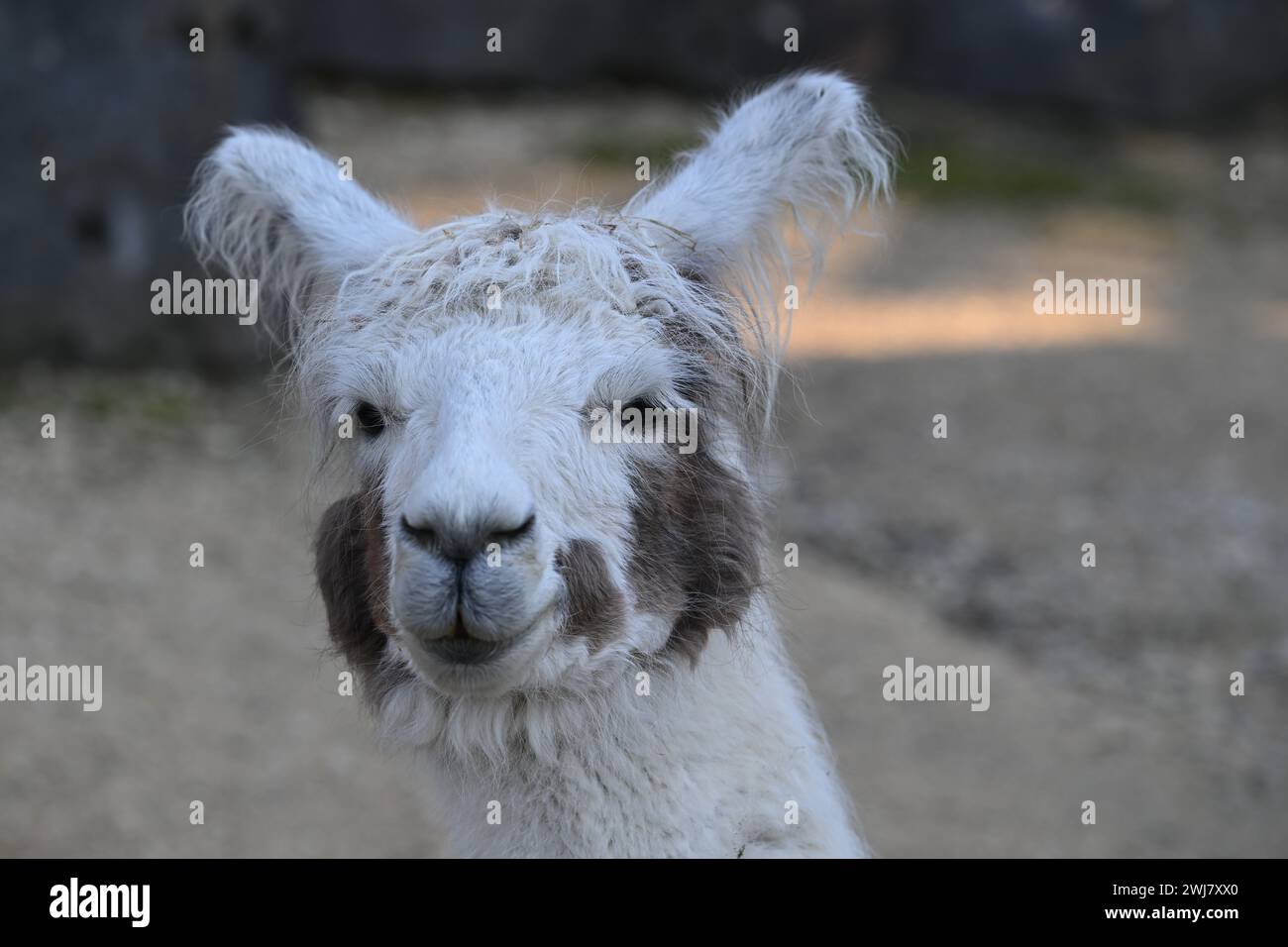 A Close-up of toothless funny llamma Stock Photo - Alamy