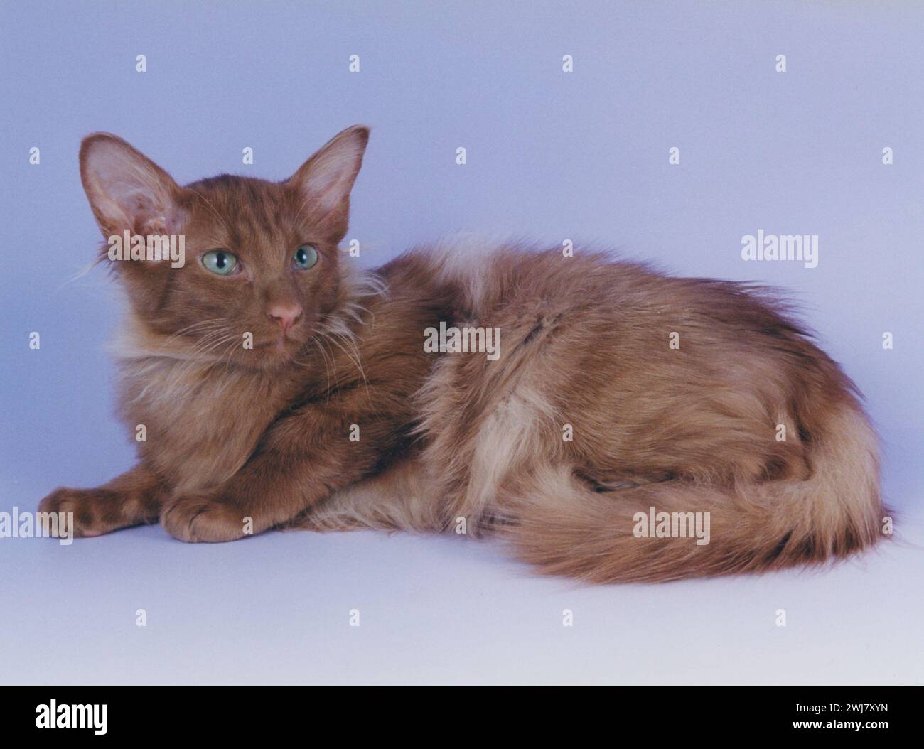 Angora Cinnamon Layed Sideways Stock Photo - Alamy