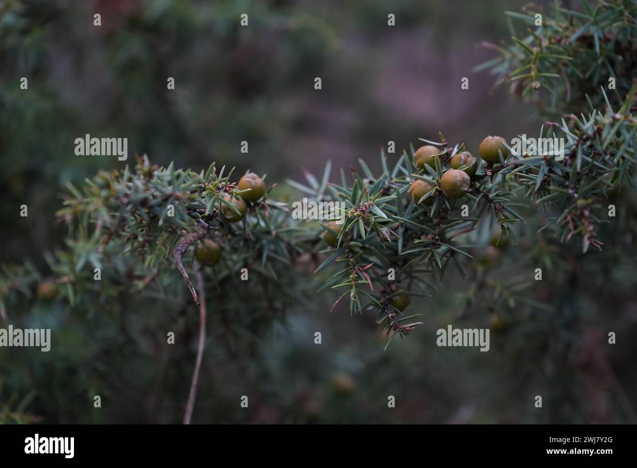 Juniper, Cade, Cade juniper, prickly juniper, prickly cedar, or sharp ...