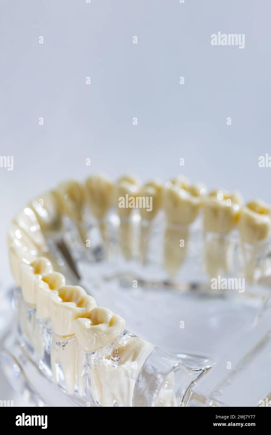 Teeth education model. Shallow dof Stock Photo - Alamy