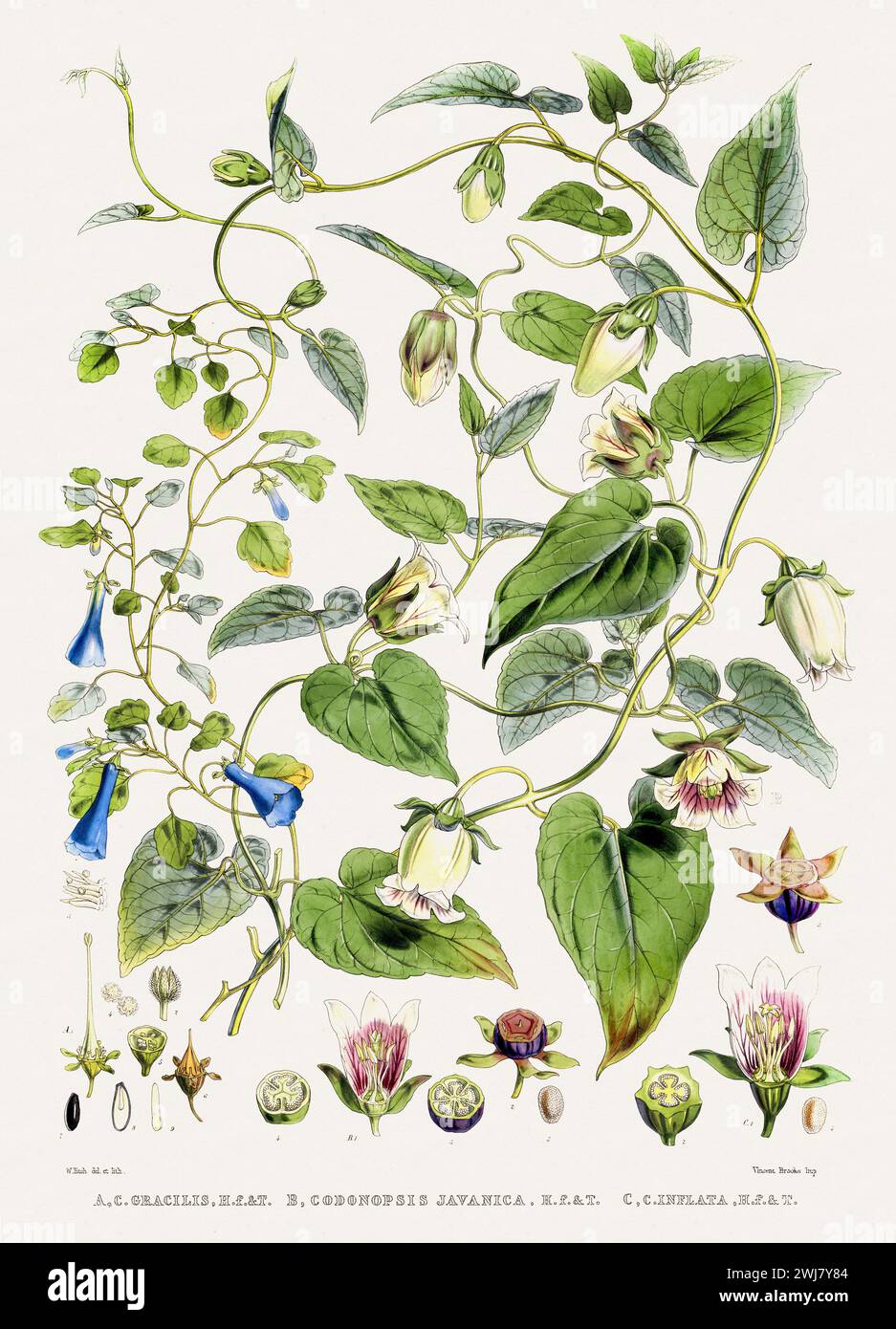 Vintage Botanical illustration. Botanical Book Plate depicting plants ...