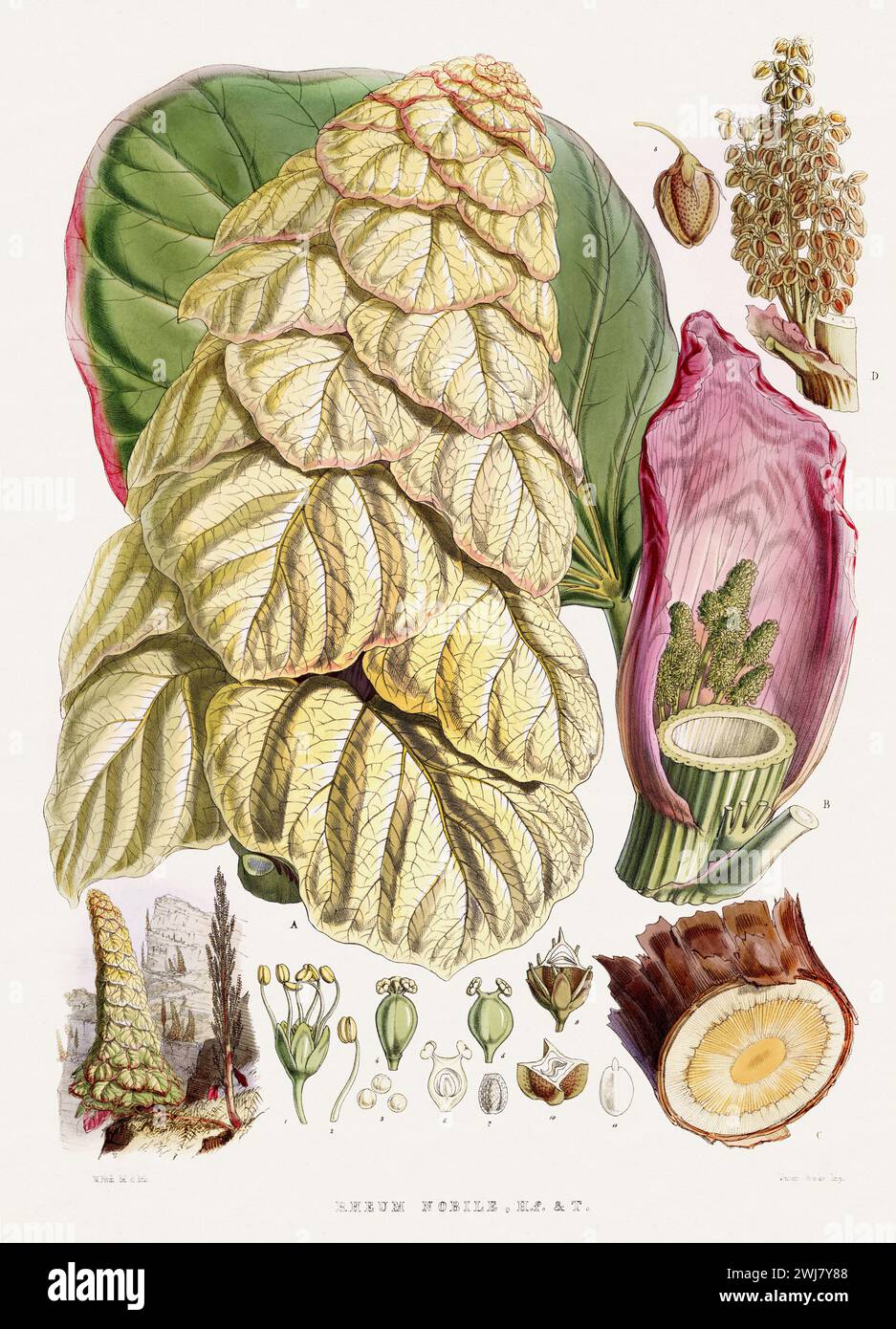 Vintage Botanical illustration. Botanical Book Plate depicting plants ...