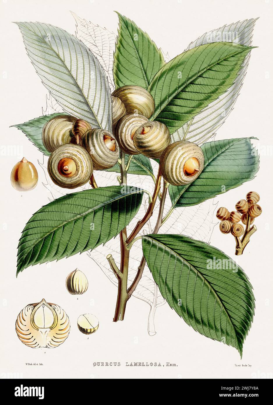 Vintage Botanical illustration. Botanical Book Plate depicting plants ...