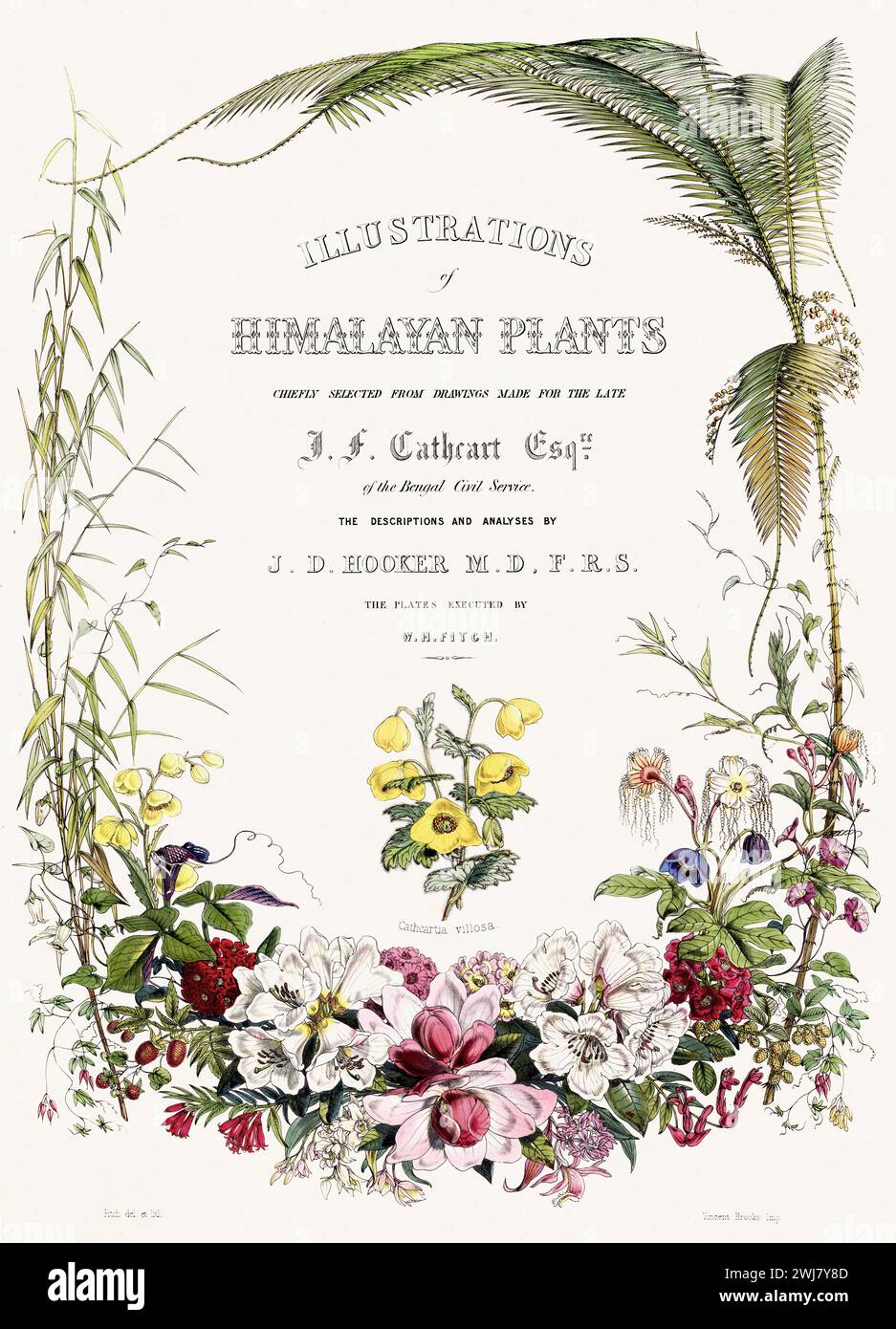 Vintage Botanical illustration. Botanical Book Plate depicting plants ...