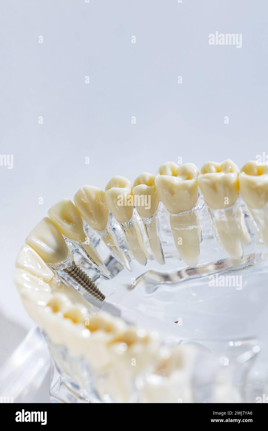 Teeth education model. Shallow dof Stock Photo - Alamy