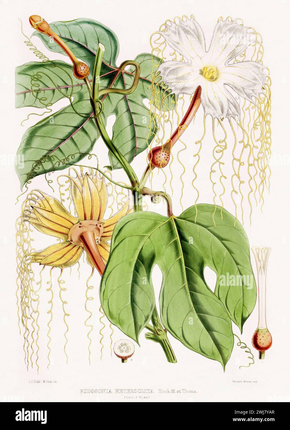 Vintage Botanical illustration. Botanical Book Plate depicting plants ...