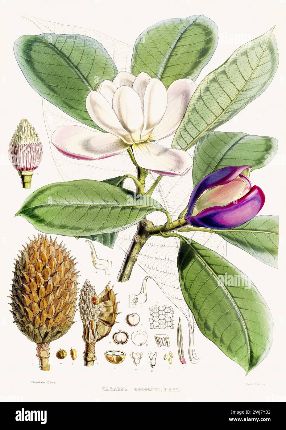 Vintage Botanical illustration. Botanical Book Plate depicting plants ...