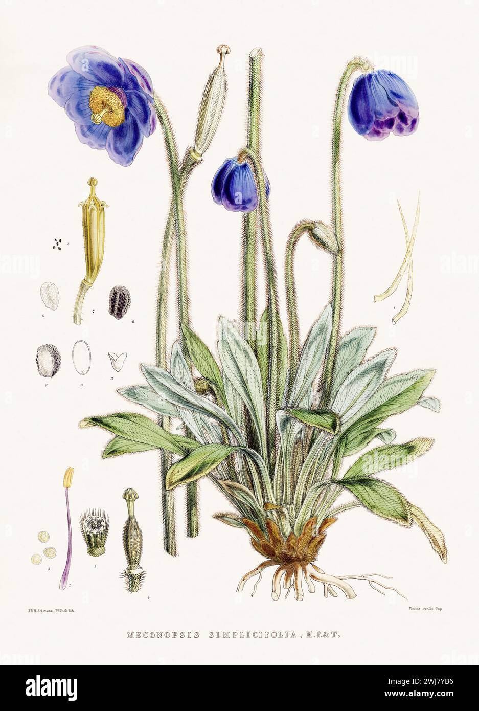 Vintage Botanical illustration. Botanical Book Plate depicting plants ...