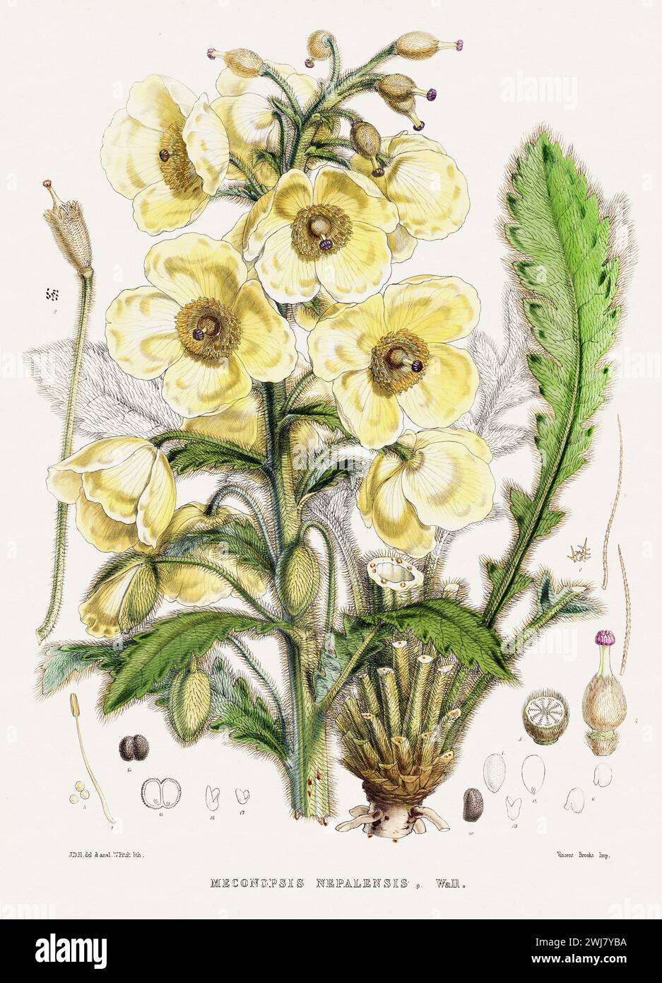 Vintage Botanical illustration. Botanical Book Plate depicting plants ...
