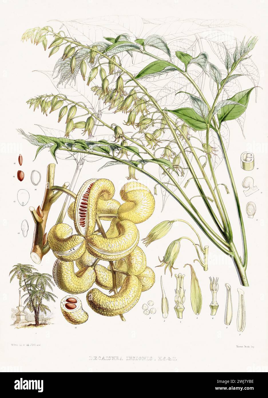 Vintage Botanical illustration. Botanical Book Plate depicting plants ...