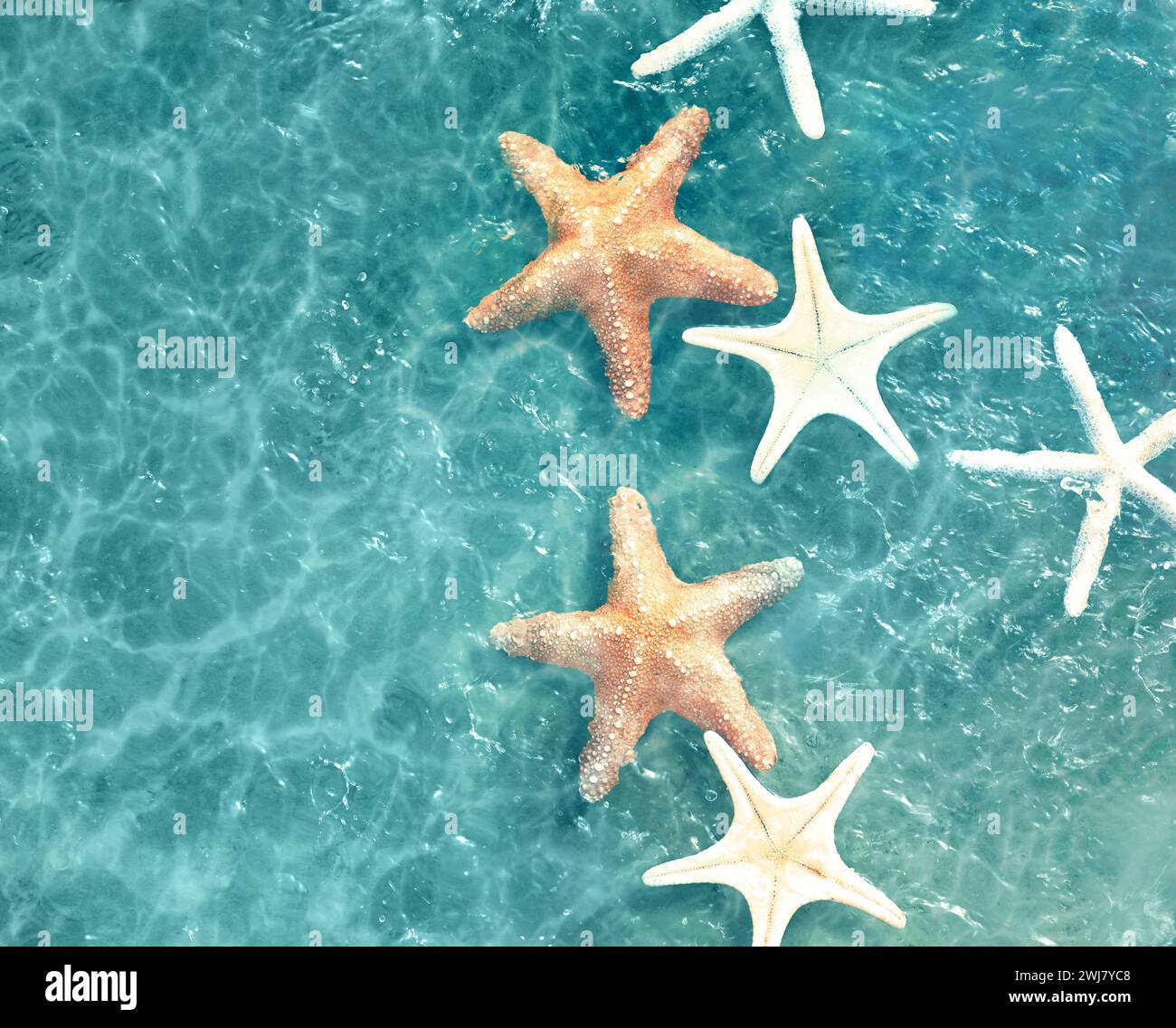 Starfish on the summer beach in sea water. Summer background. Summer ...