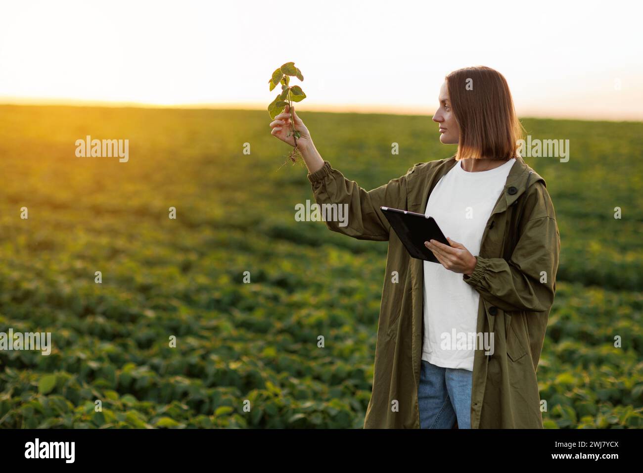 Female farmer with digital tablet holds soya plant, examines and ...