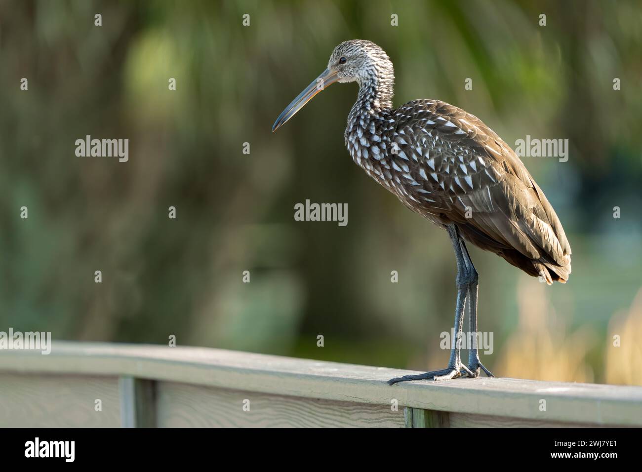 Limpkin birds hi-res stock photography and images - Alamy
