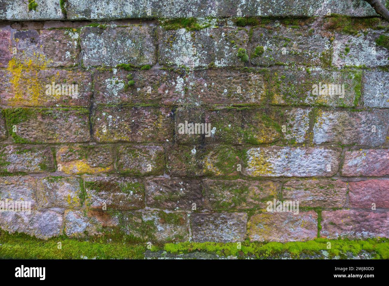 Natural stone wall with mosses and lichens, Rhineland-Palatinate ...