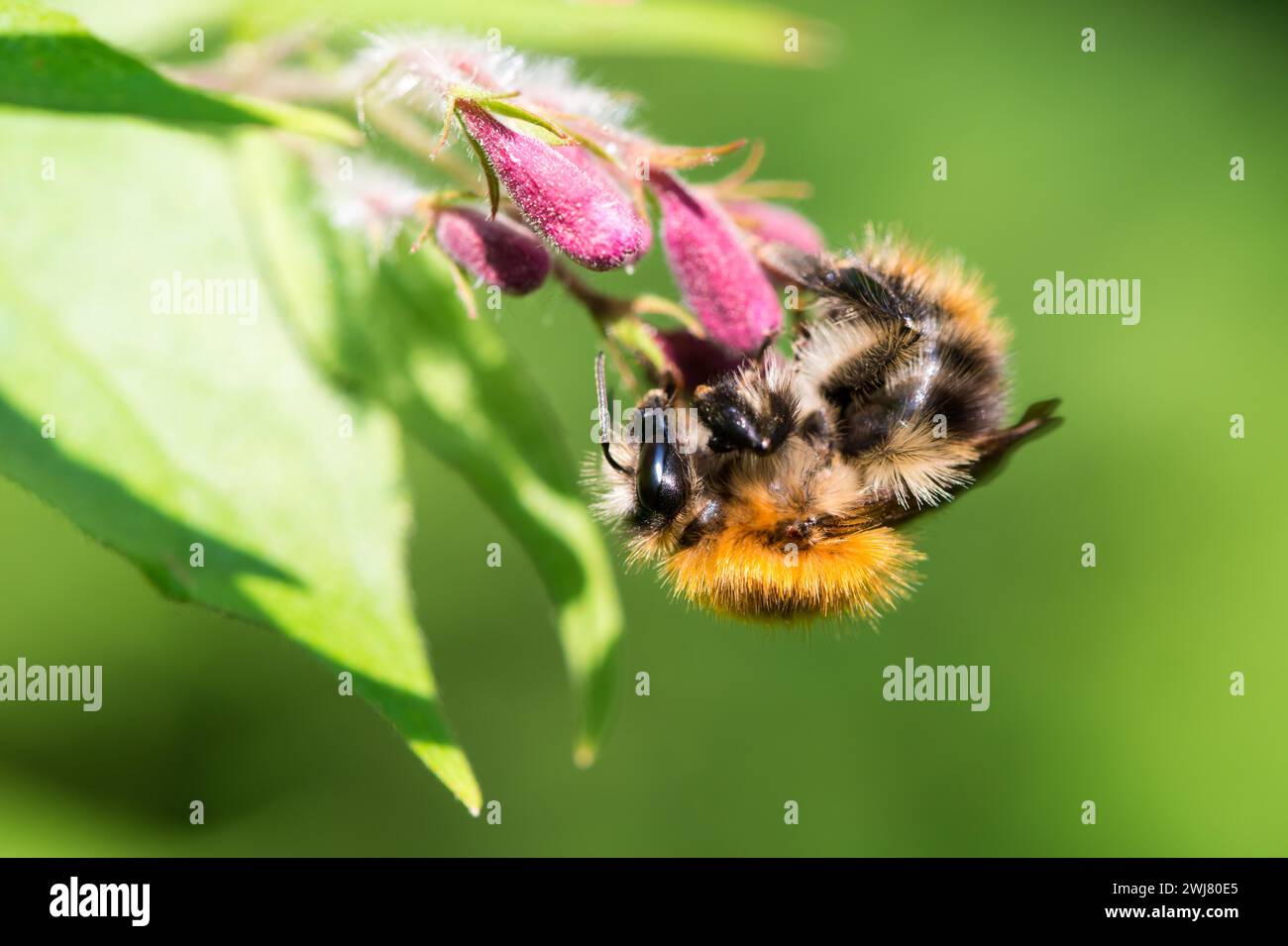 Bee hanging on wild plant hi-res stock photography and images - Alamy