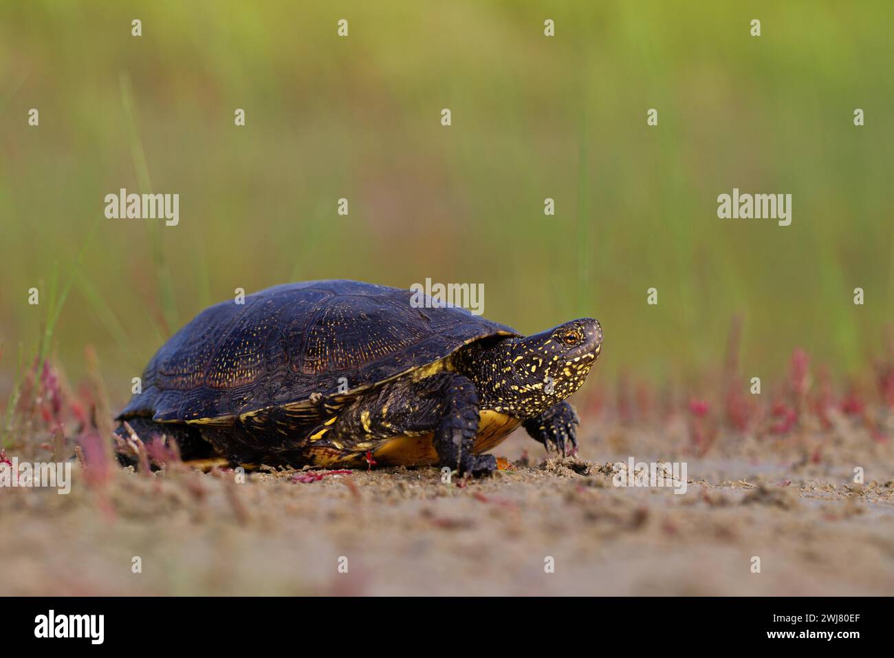 European pond turtle (Emys orbicularis), Danube Delta Biosphere Reserve ...